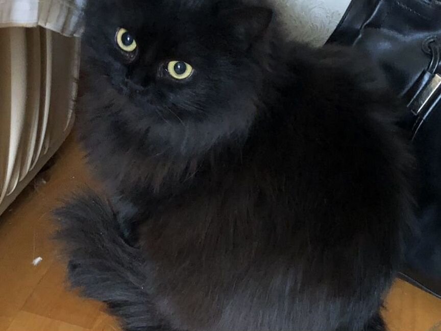 Пушистая Маргоша ищет дом