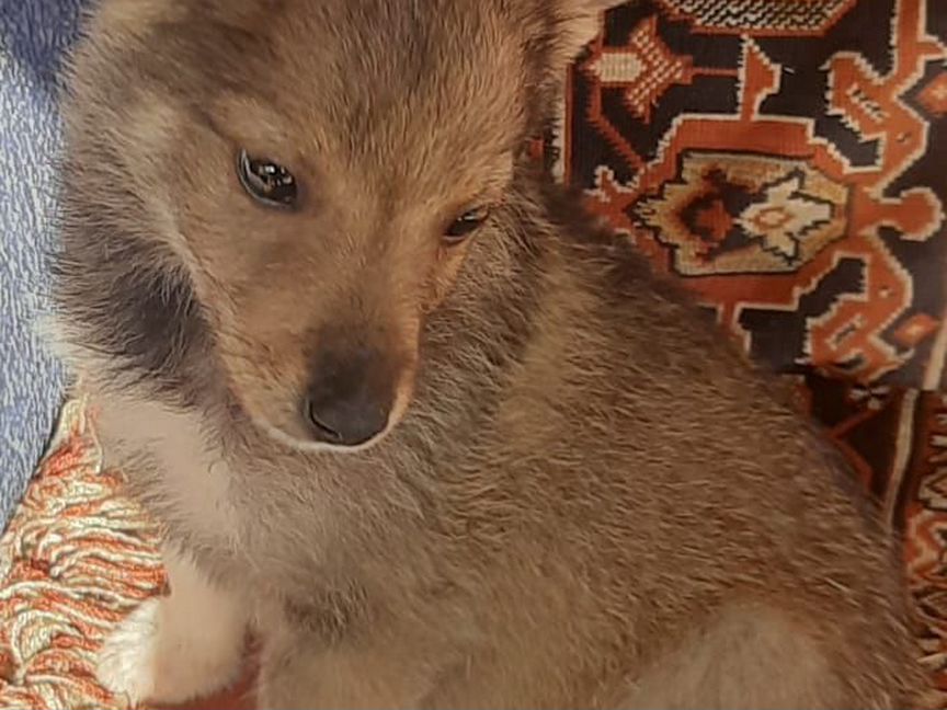 Щенок Лайки в добрые руки