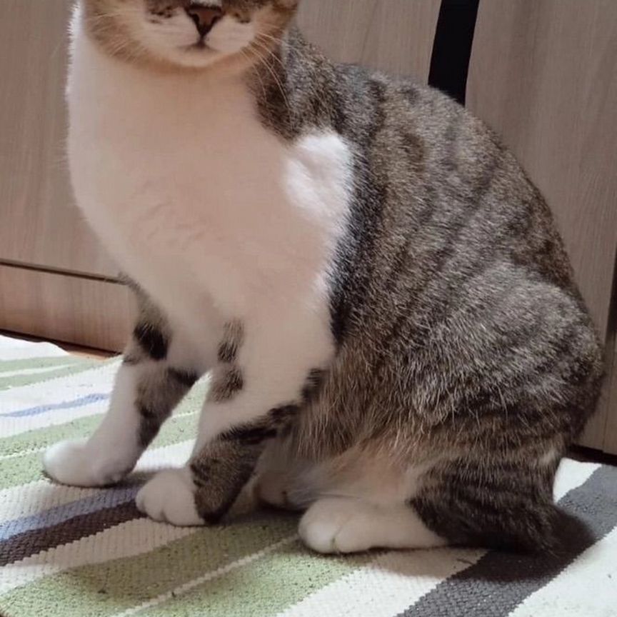 Кошечке нужен дом и свой челоаек