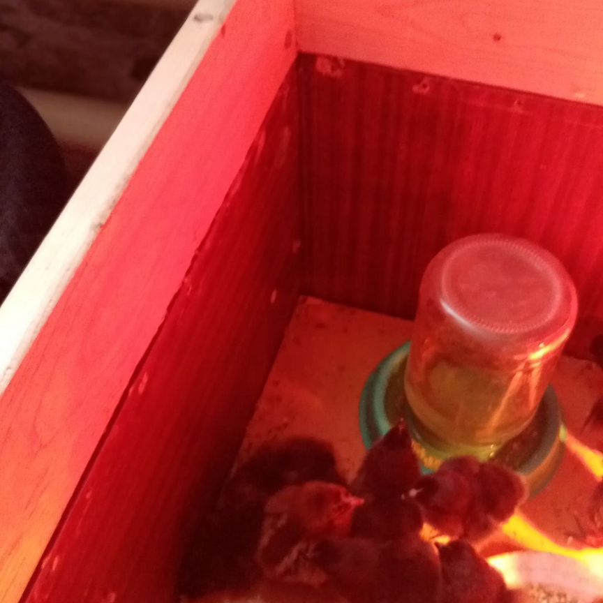 Цыплятки ребятки