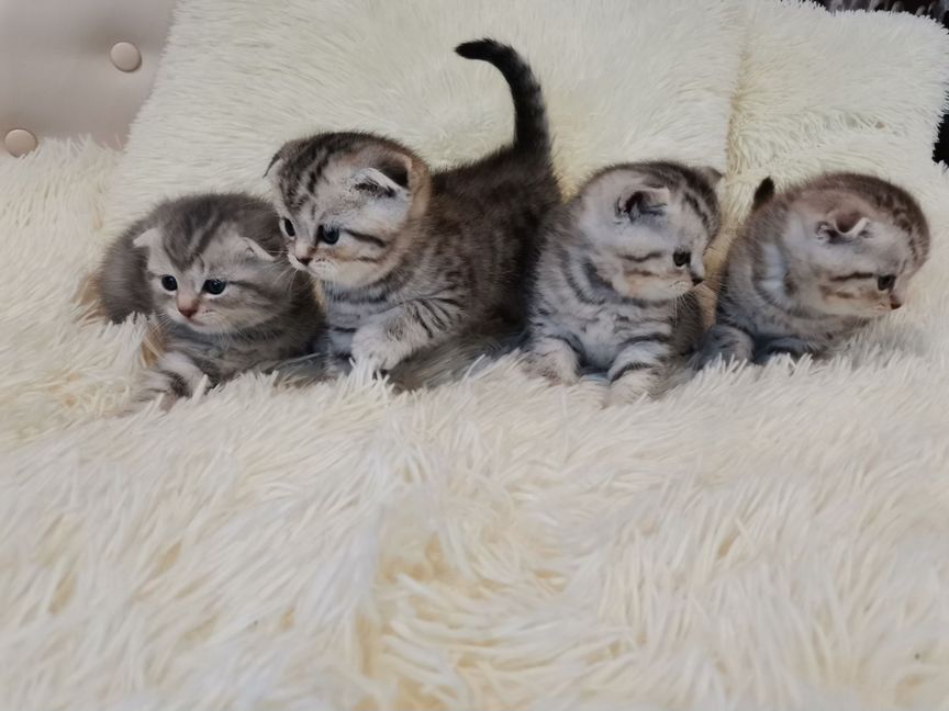 Шотландские котята