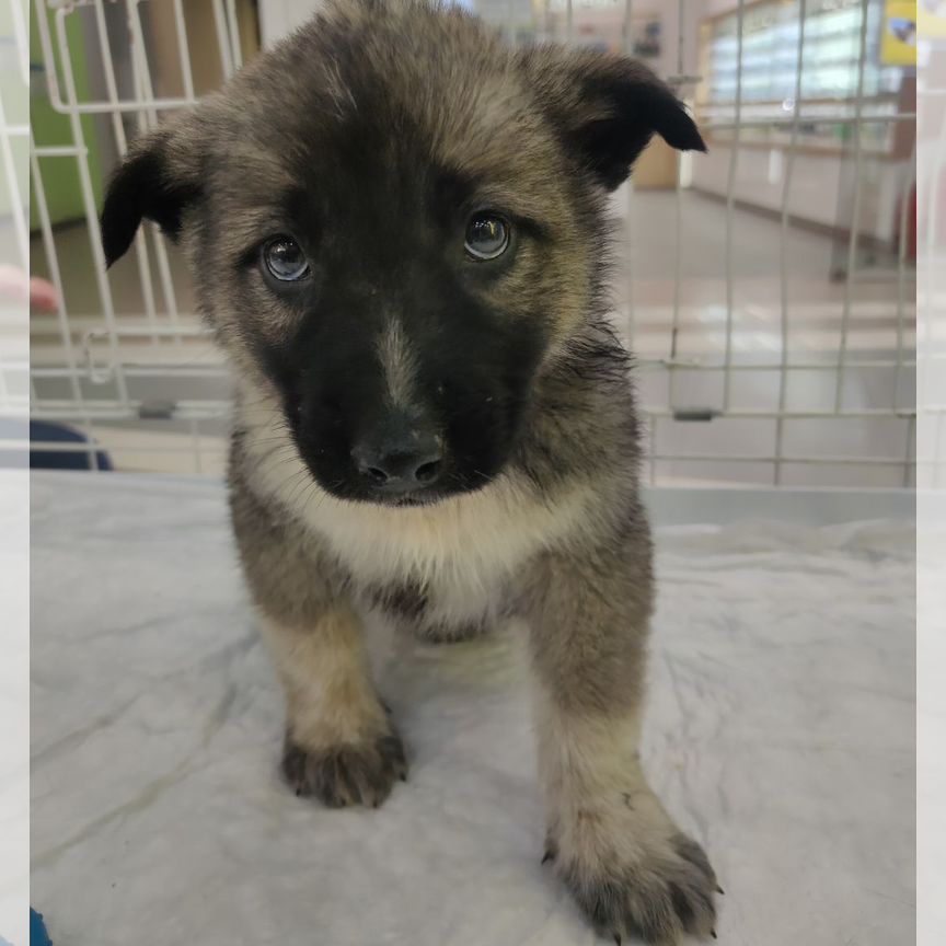 Щенок в добрые руки