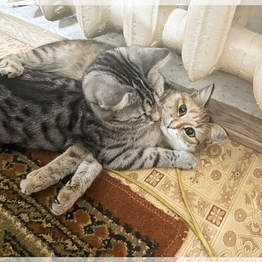 Отдам бесплатно двух кошечек