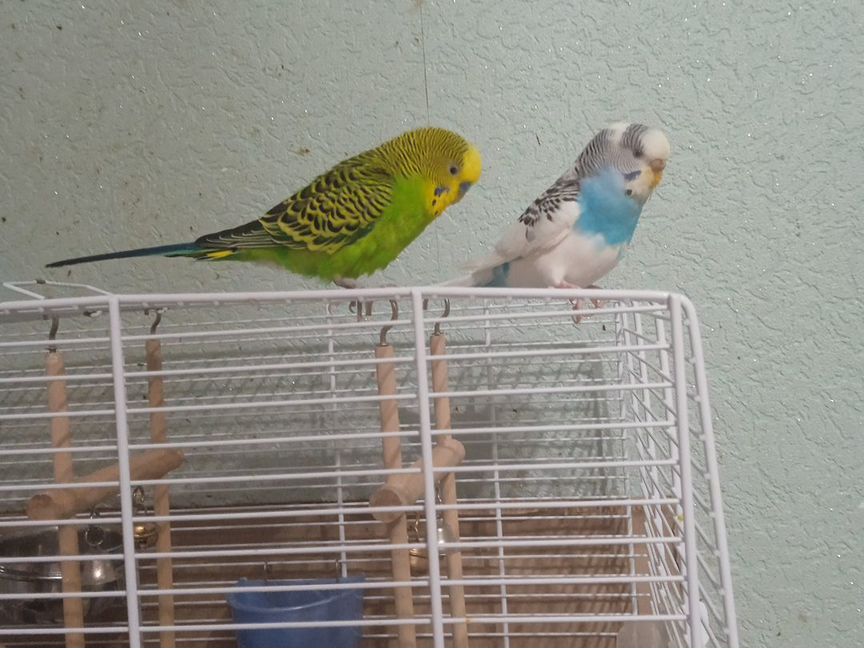 Пара волнистиков без клетки