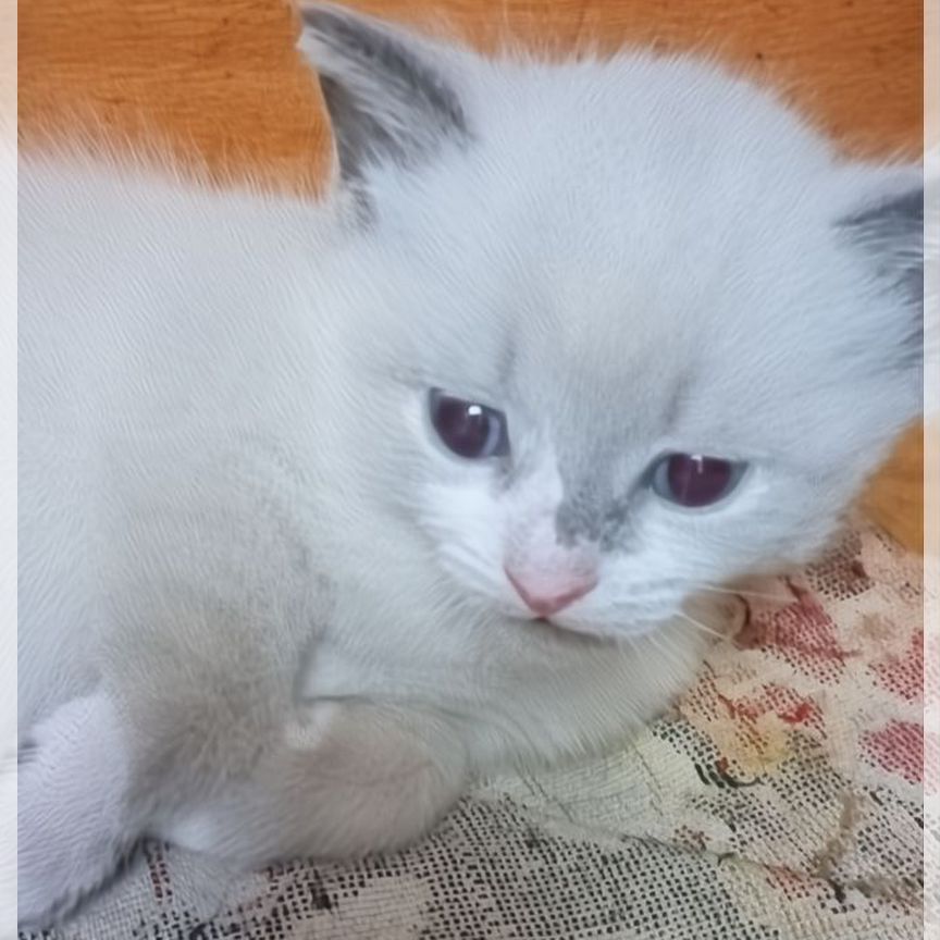 Домашние животные котята бесплатно