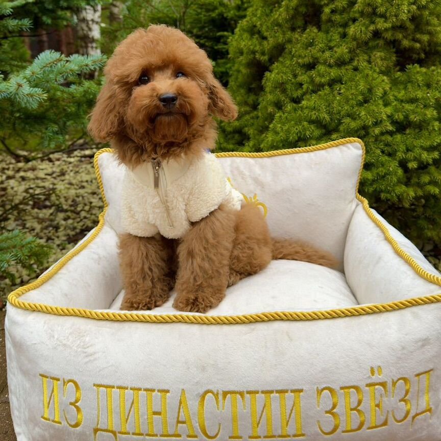 Той-пудель, щенок