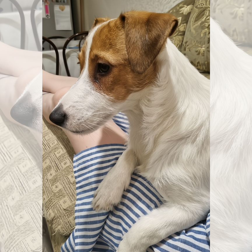 Джек-рассел-терьер, щенок