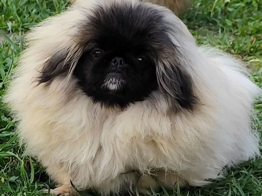 Щенки пекинеса