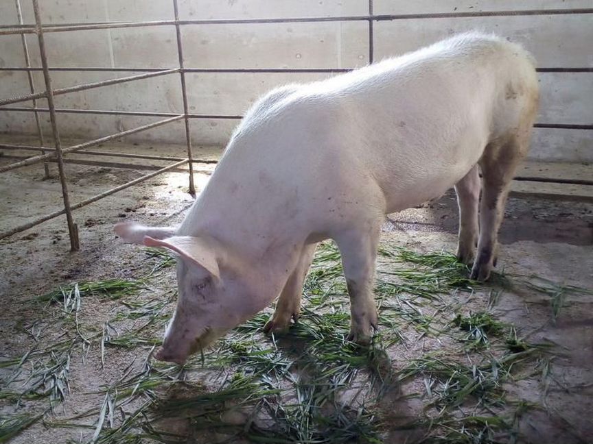 Семя хряков породистых