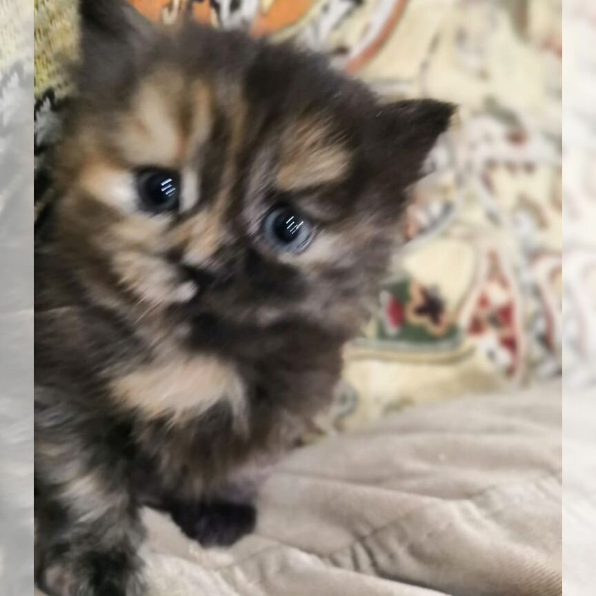 Кошечка