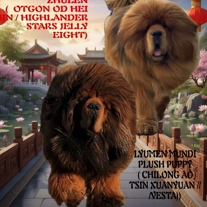 Тибетский мастиф, щенок