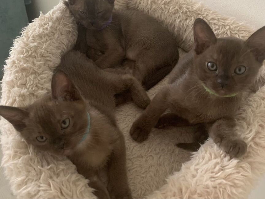 Котята европейской бурмы