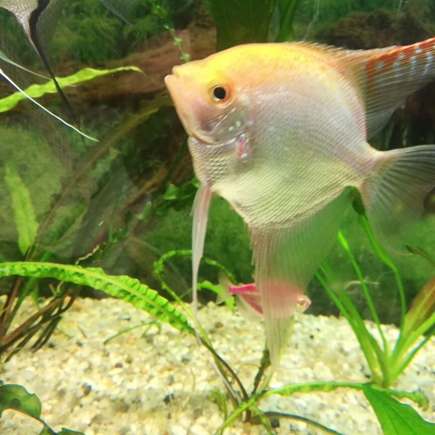 Скалярии золотая и простая