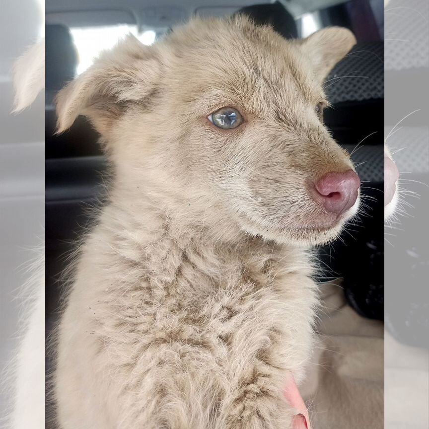 Щеночек мальчик