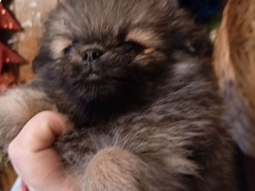 Мальчишки мишки