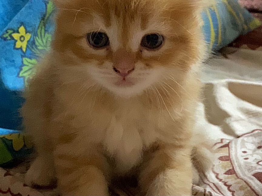 Кошка