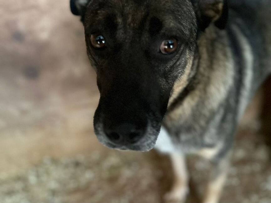 Доби нужен хозяин