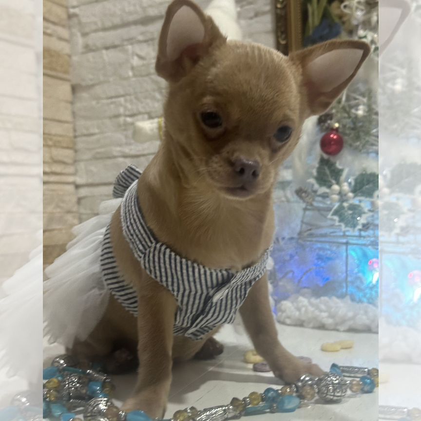 Чихуахуа, щенок