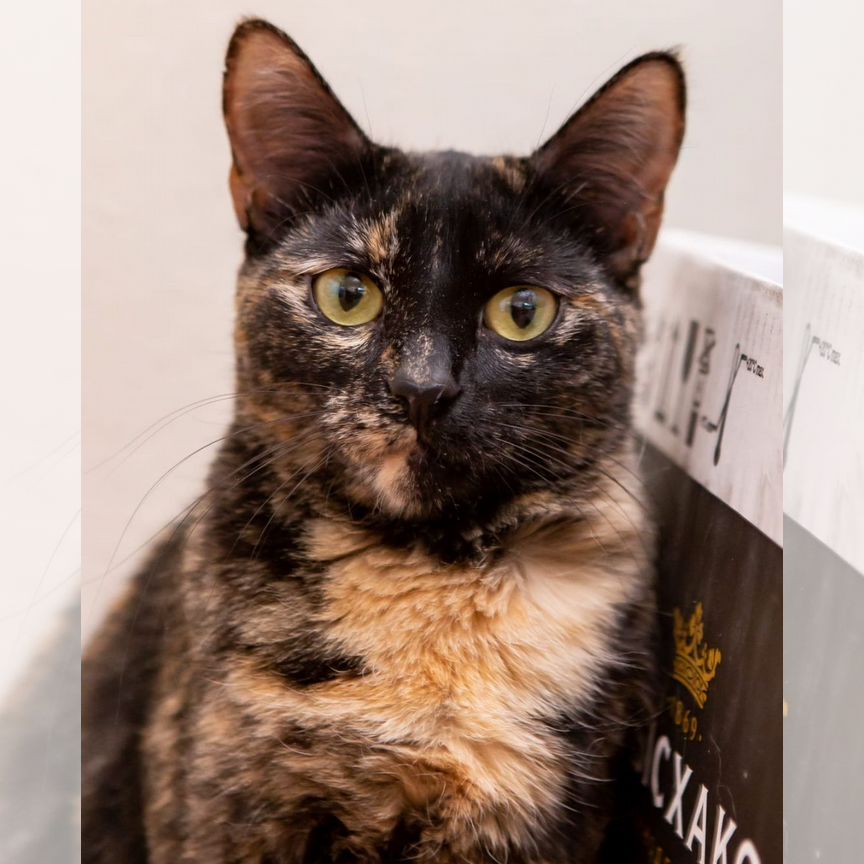 В самые любящие руки