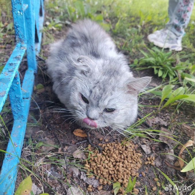 Породистый кот погибает