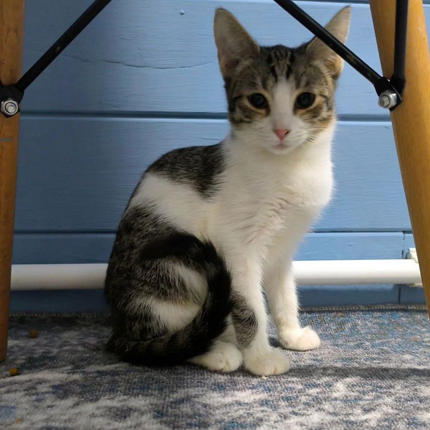 Котенок Клара