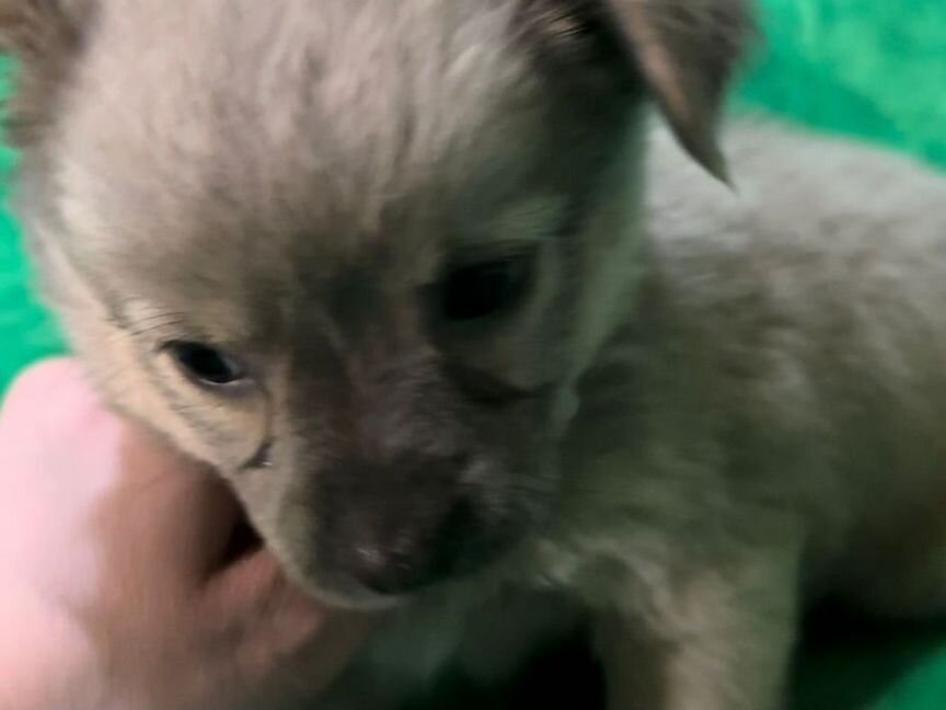 Щенки чихуахуа