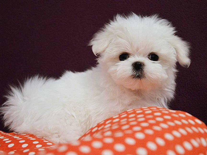 Девочка Кэтти