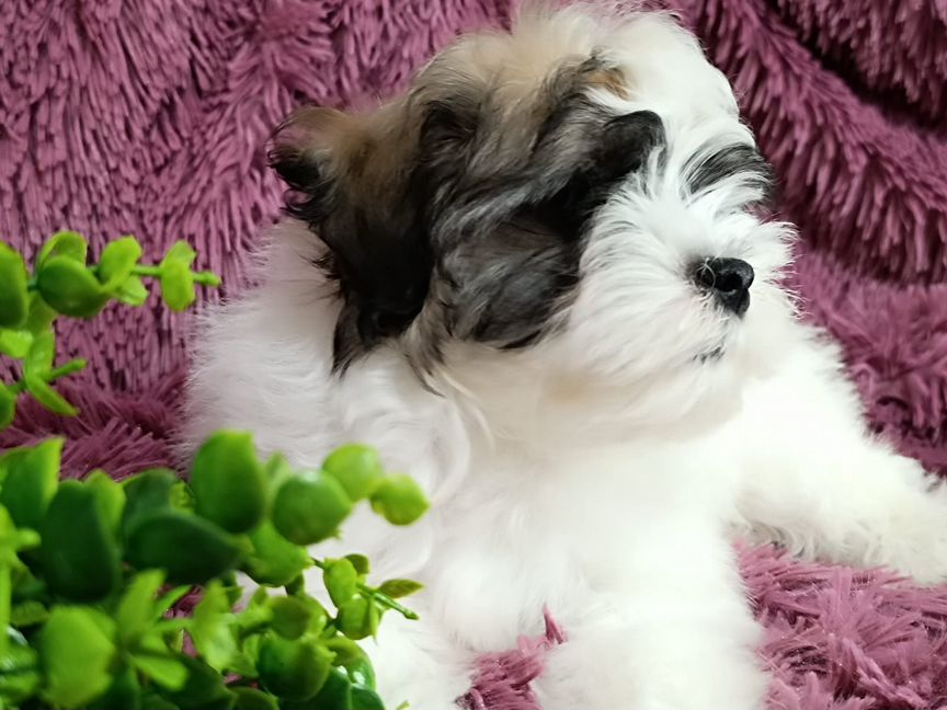 Малая львиная собачка