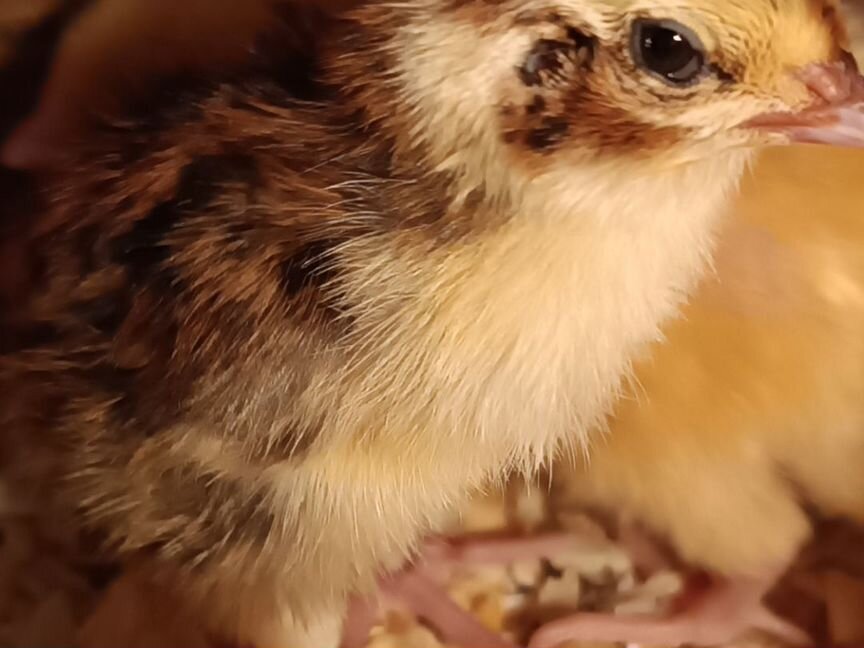 Суточные перепела