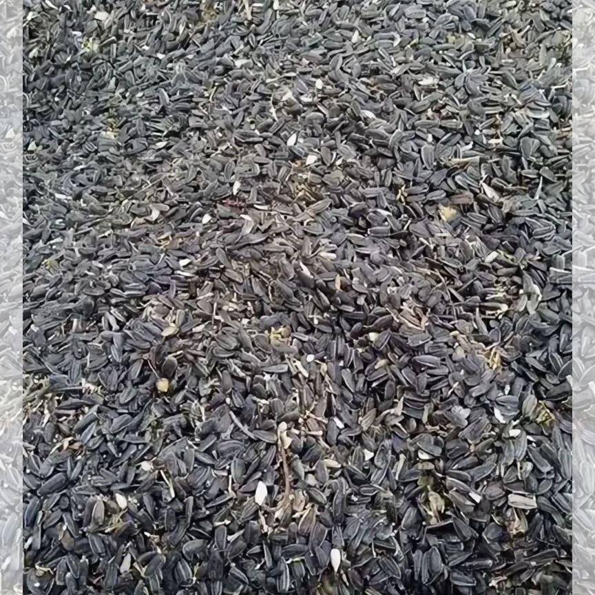 Продам семечку