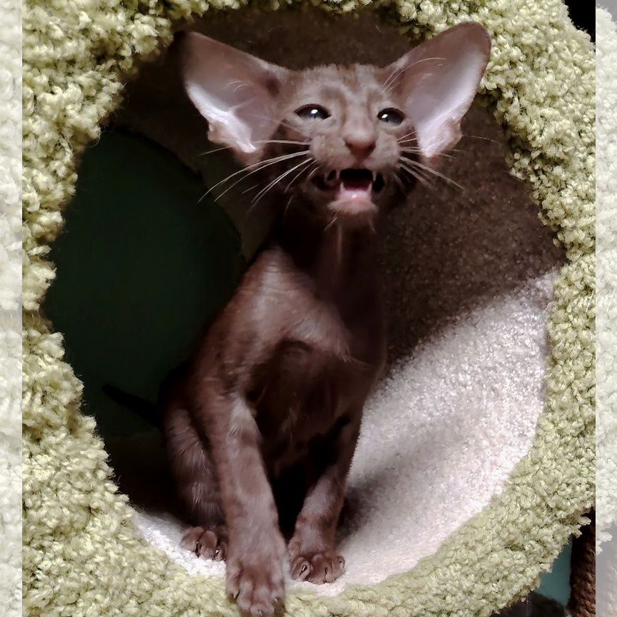 Шикарный Котенок - Коричневый Мальчик Ориентальчик
