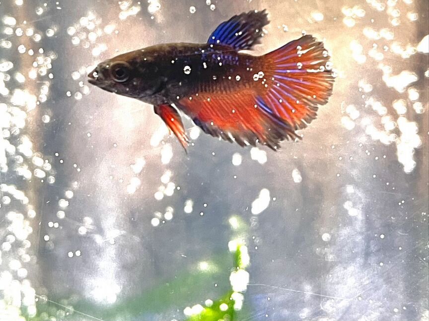 Рыбка Петушок