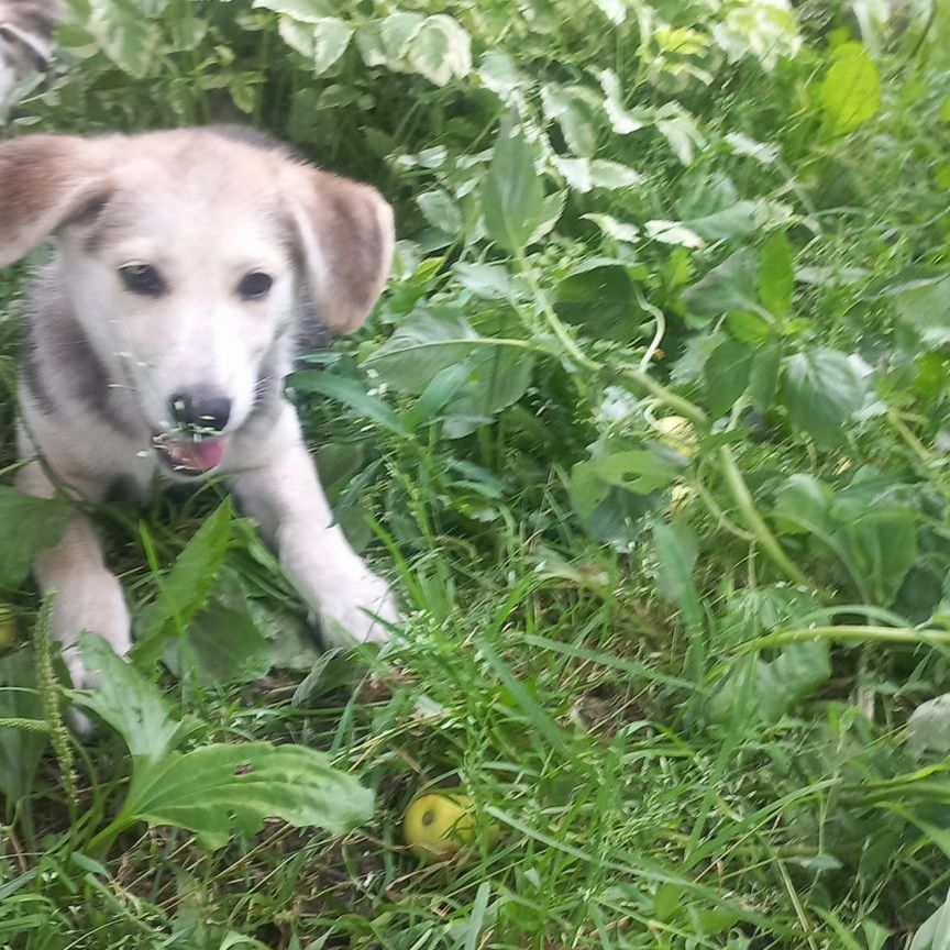 Щенки бесплатно