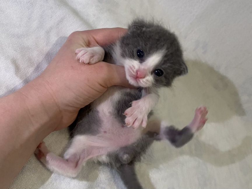 Котенок мальчик