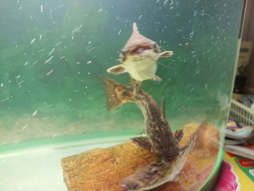 Аквариумные сомы