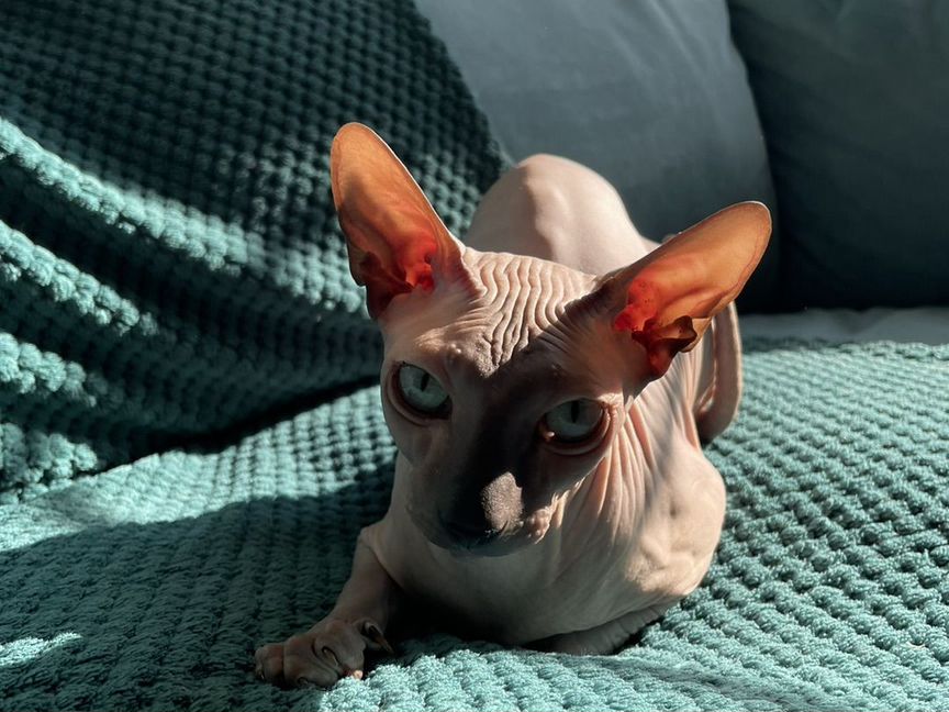 Отдам в добрые руки