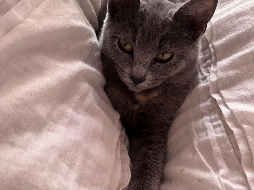 Русская голубая котенок