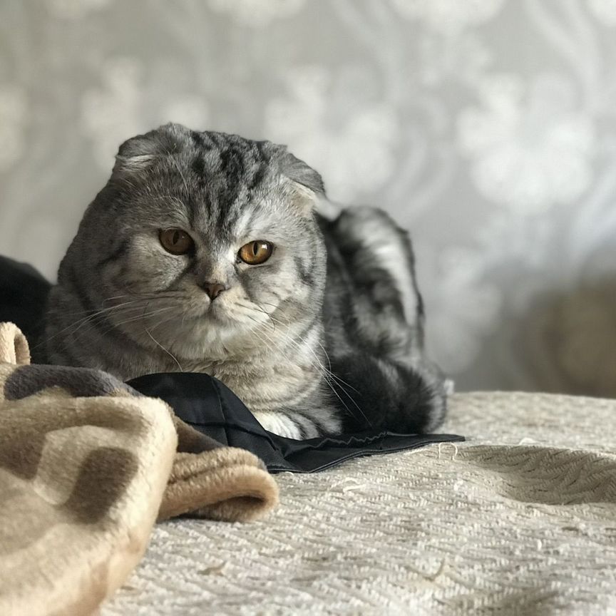 Отдам кота в добрые руки