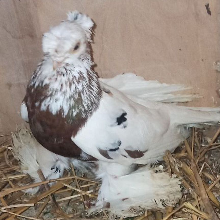 Голубь капкан