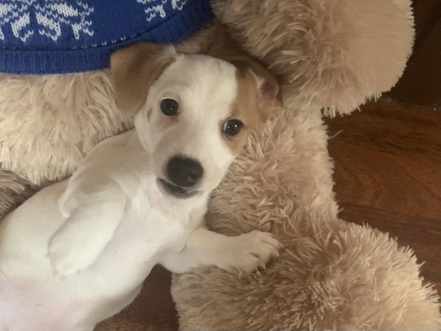 Щенки Джек Рассел терьер девочки