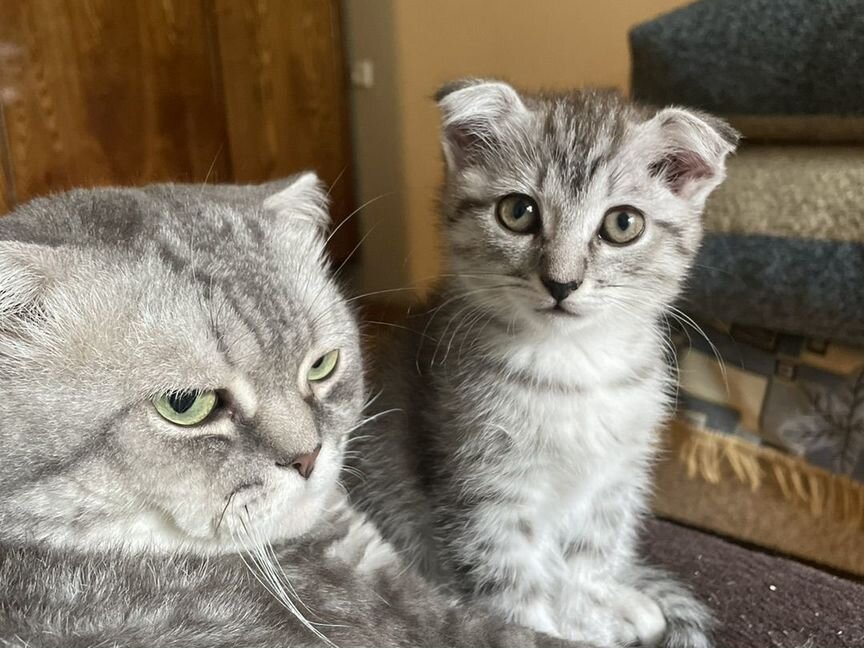 Вислоухие шотландские котята