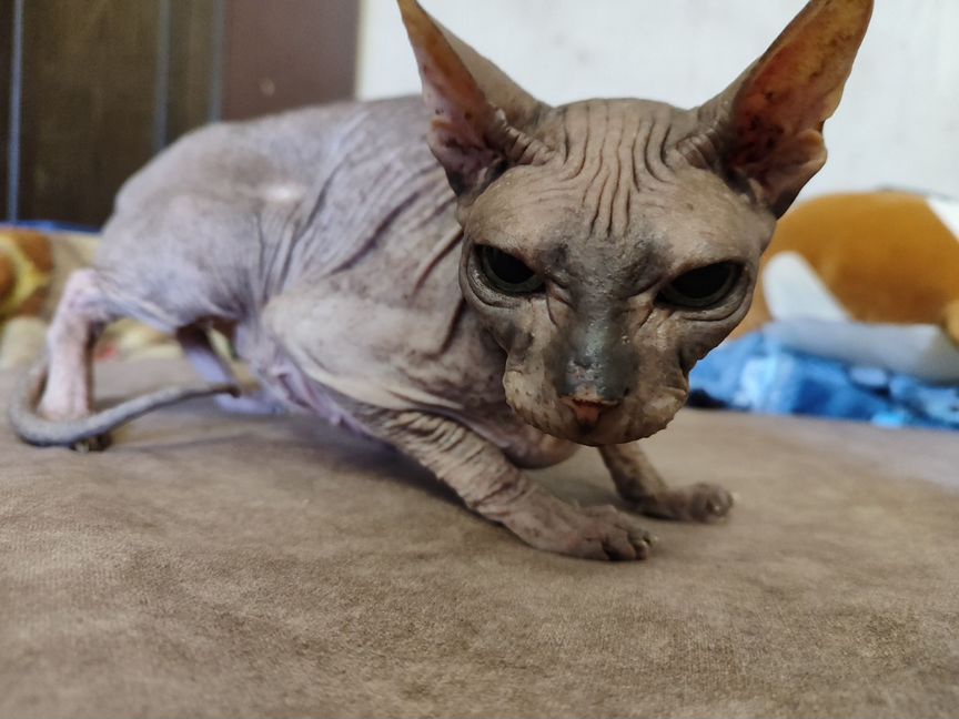 Донской сфинкс кошка