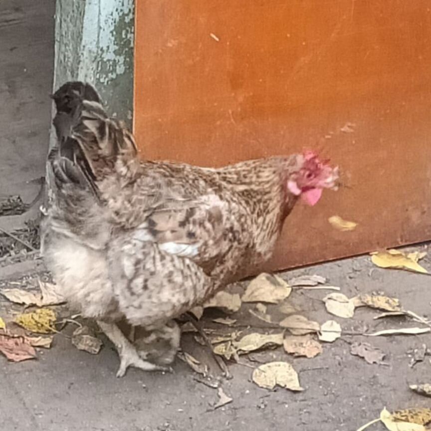 Куры несушки