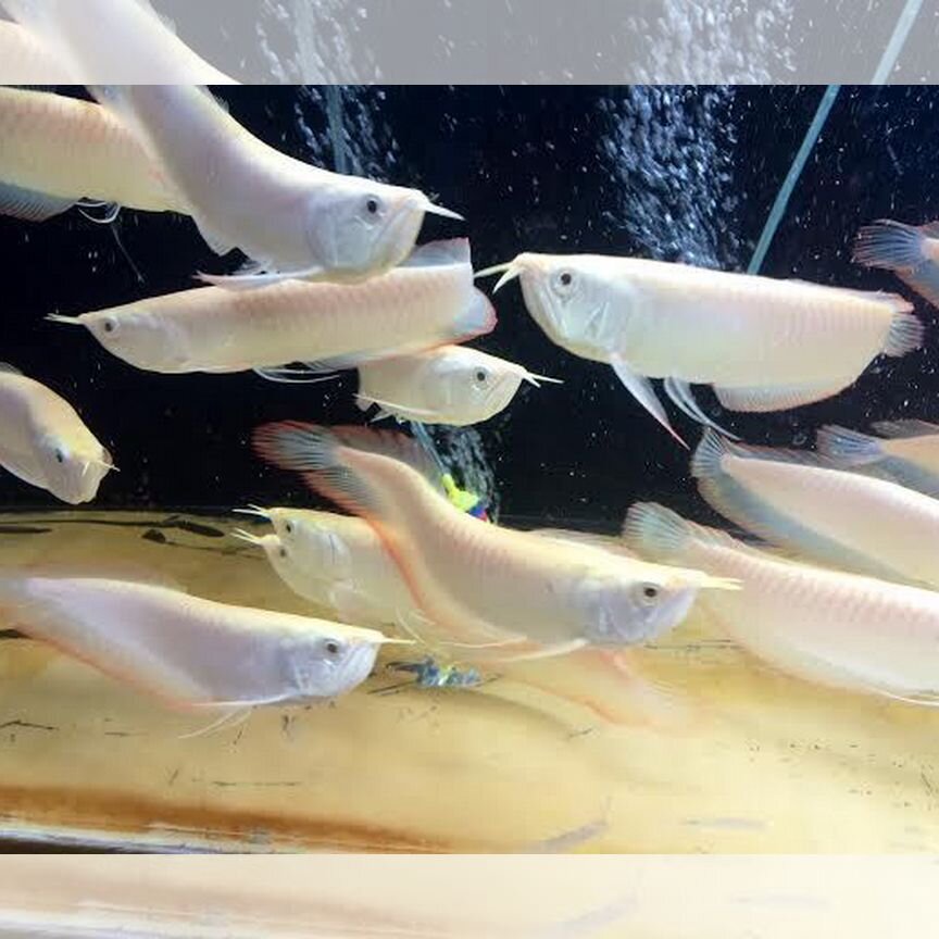 Рыбки Арованы серебряные