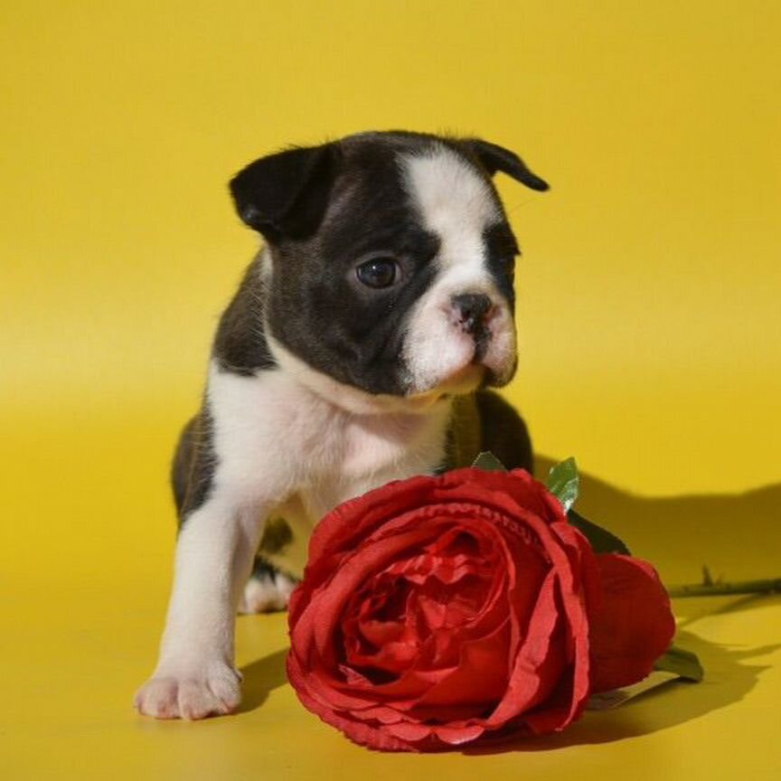 Бостон терьер мальчики