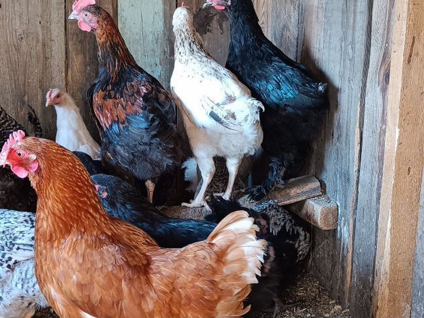 Куры молодки смешанные брамы с доминантами 2.5мес