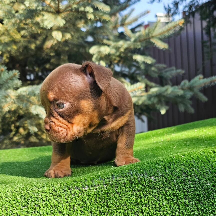 Американский булли несколько пометов