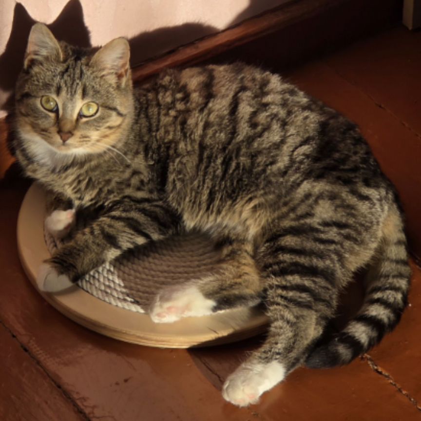 Взрослый кот в добрые руки