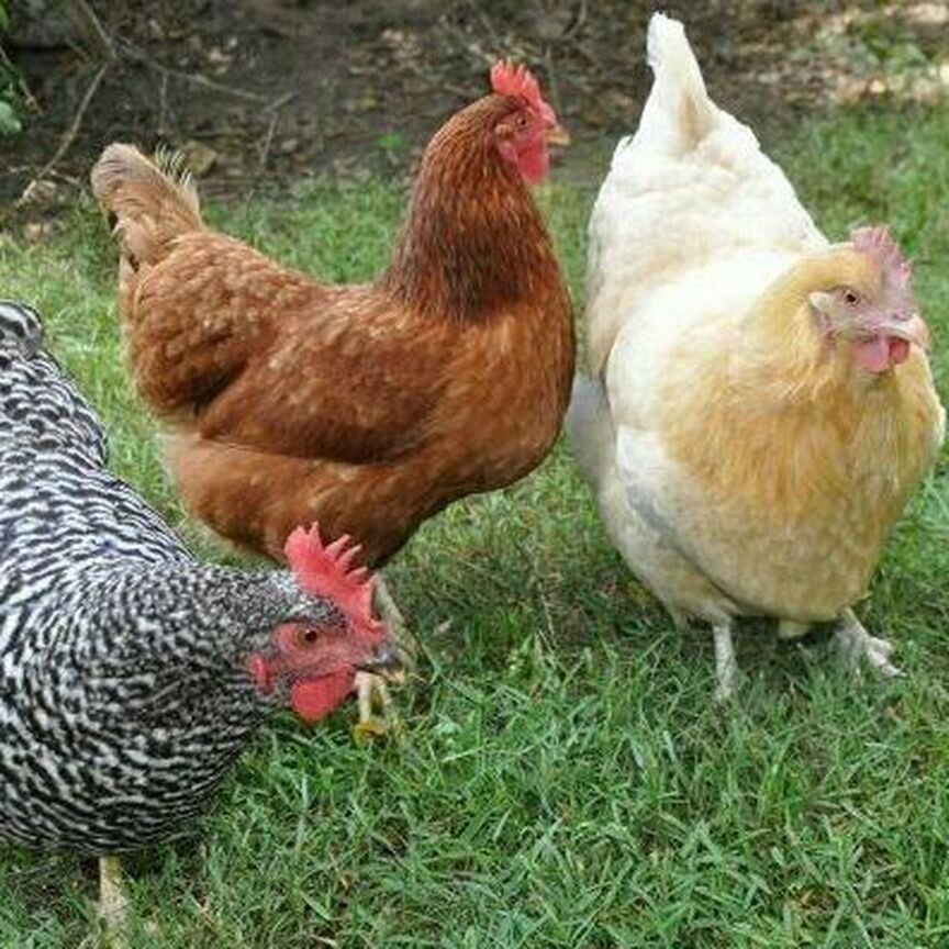 Куры несушки, доминанты