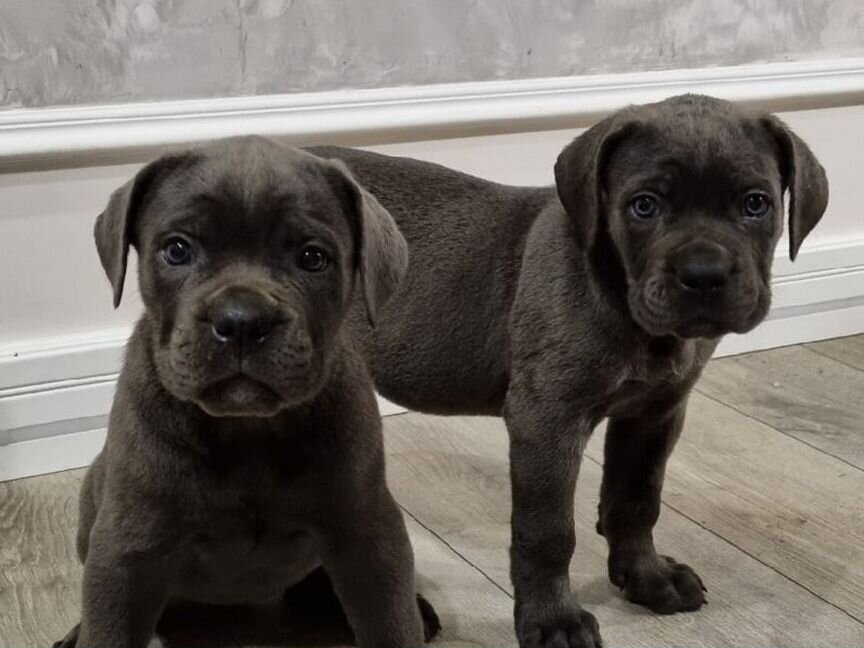 Красивые девочки Кане Корсо